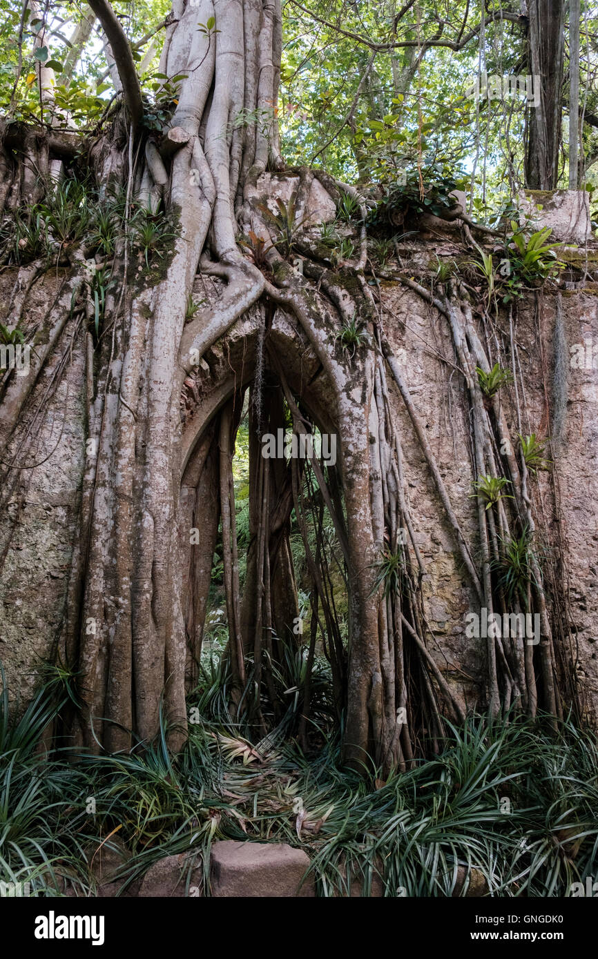 The fake ruins of a chapel being overrun by an Australian Banyan tree ...