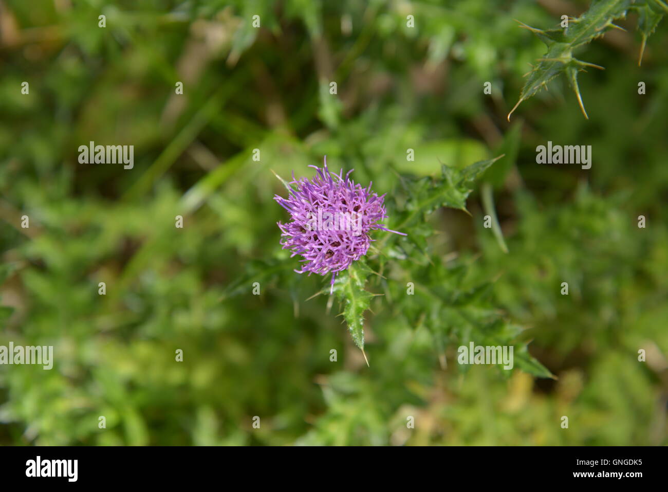 Aouzou hi-res stock photography and images - Alamy