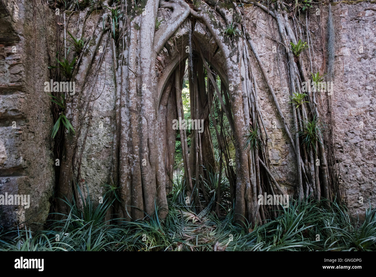 The fake ruins of a chapel being overrun by an Australian Banyan tree ...