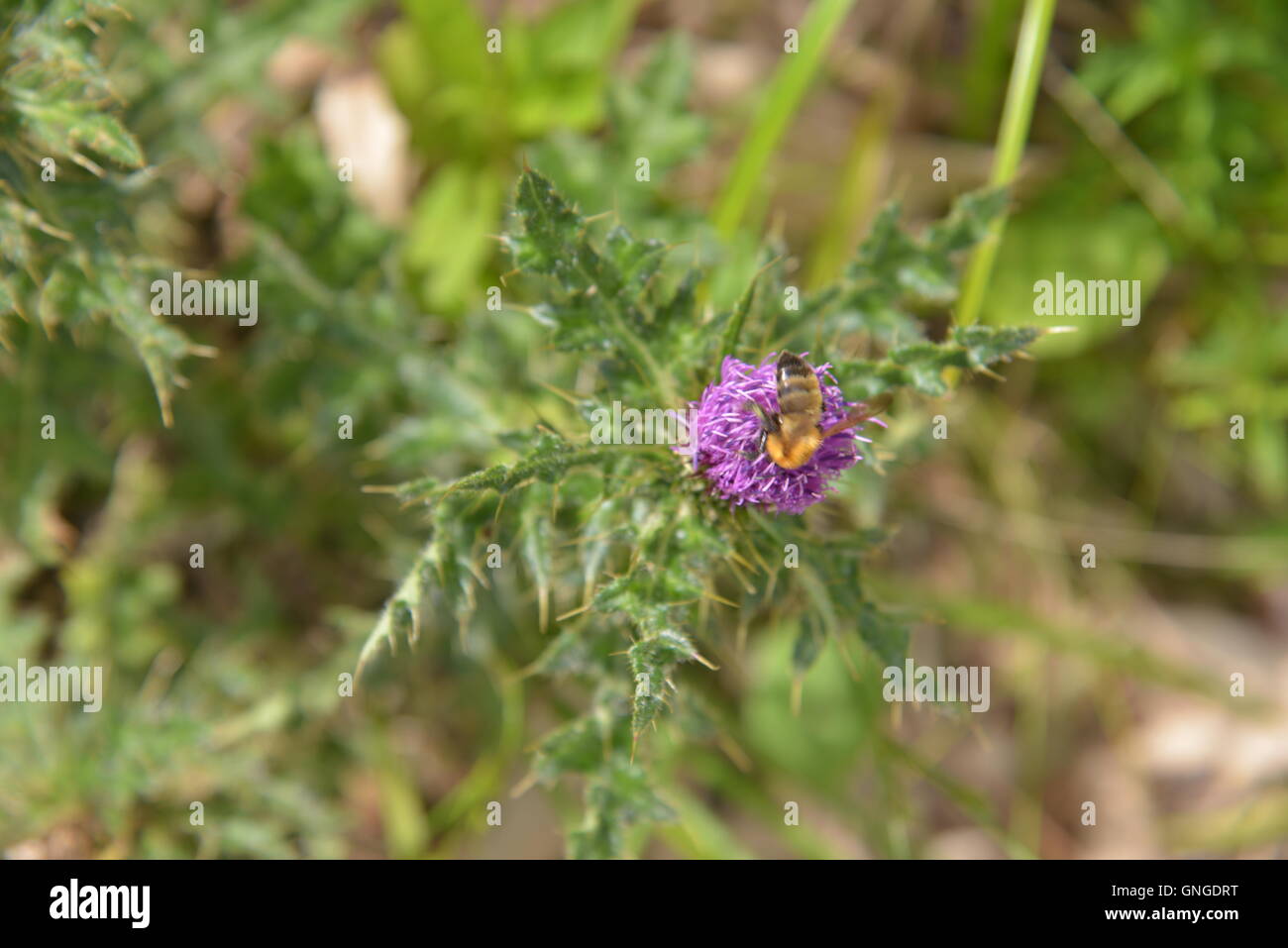 Aouzou hi-res stock photography and images - Alamy