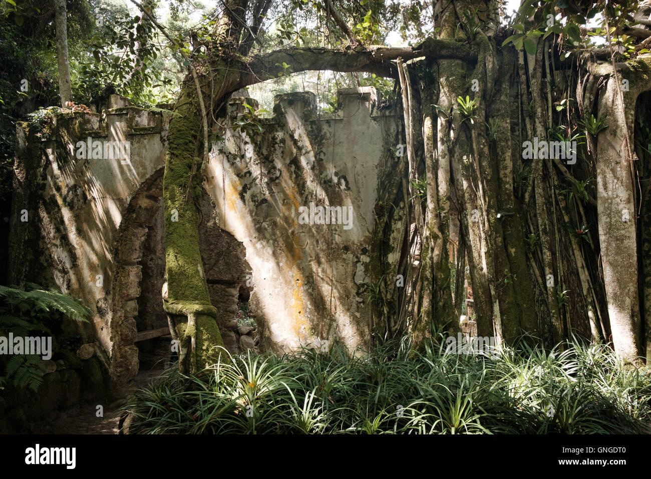 The fake ruins of a chapel being overrun by an Australian Banyan tree ...