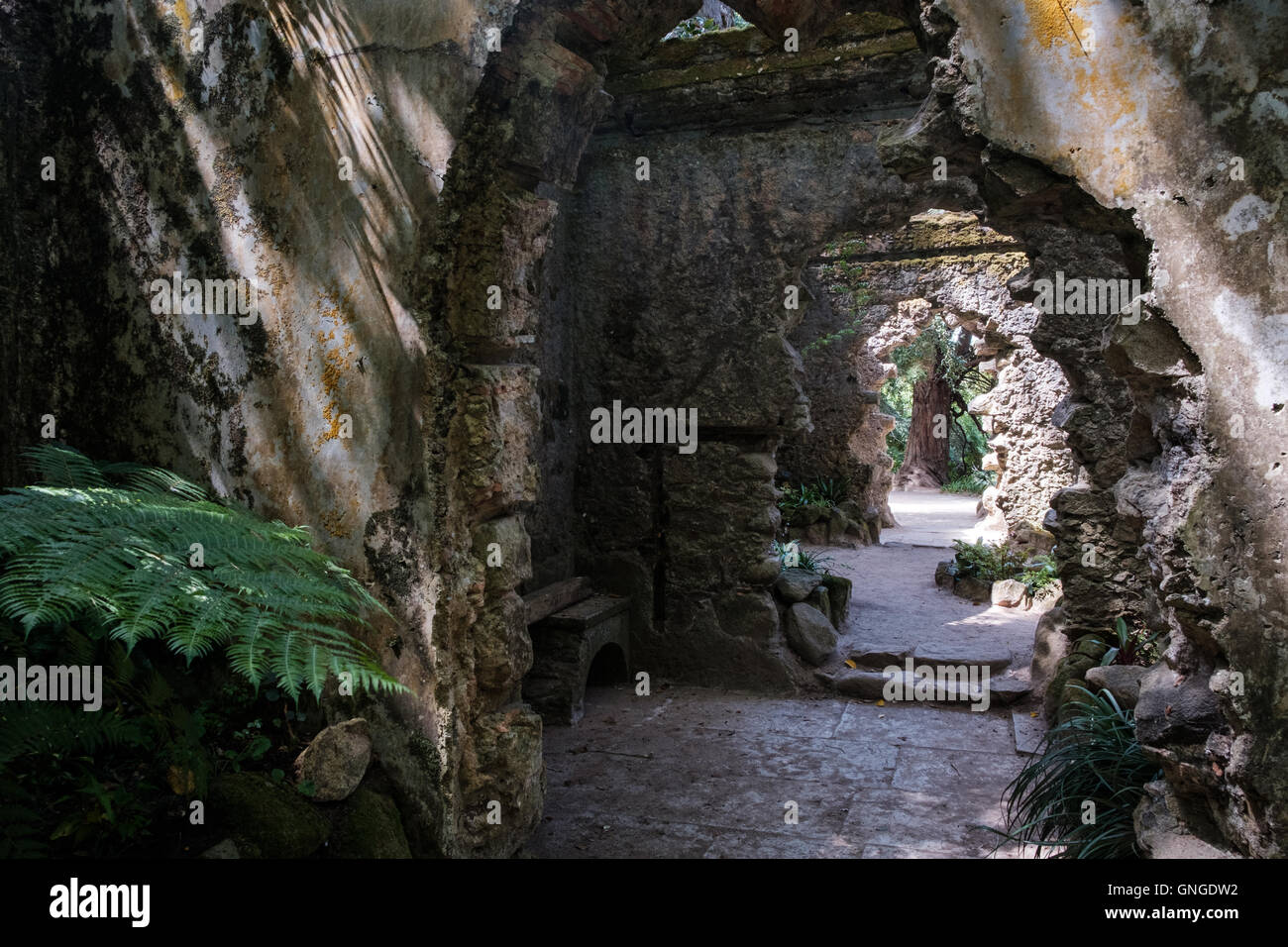 The fake ruins of a chapel being overrun by an Australian Banyan tree ...