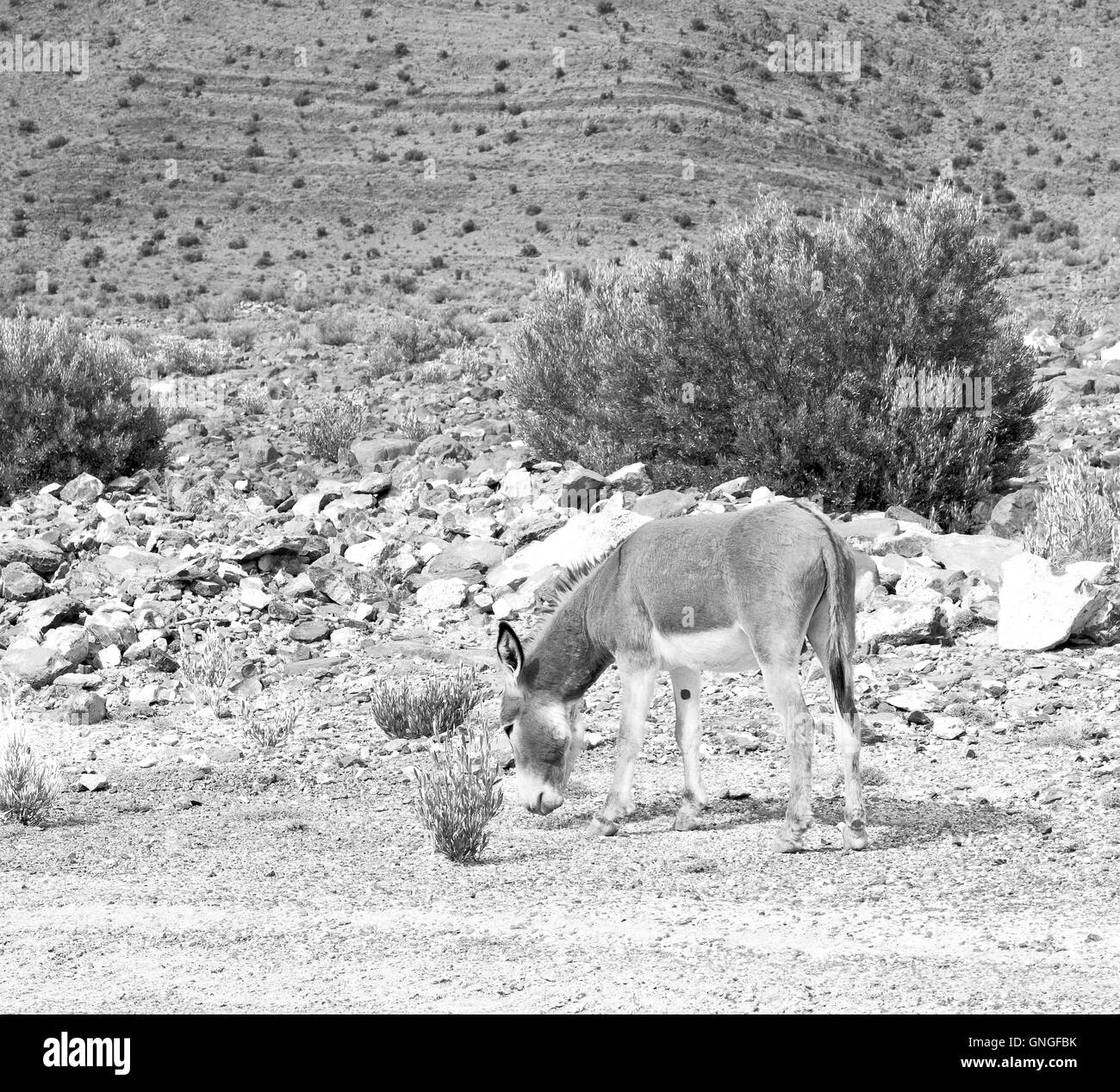 National animal of oman Black and White Stock Photos & Images - Alamy