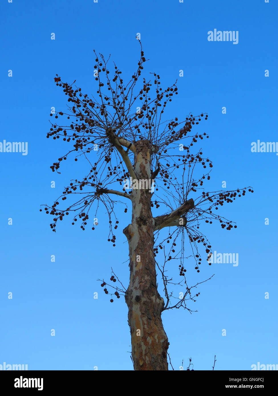 Spindly tree hi-res stock photography and images - Alamy