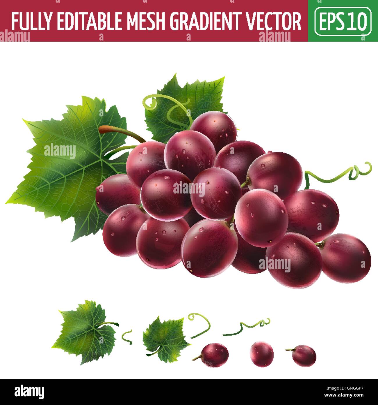 Red grapes on white background. Vector illustration Stock Vector Image ...