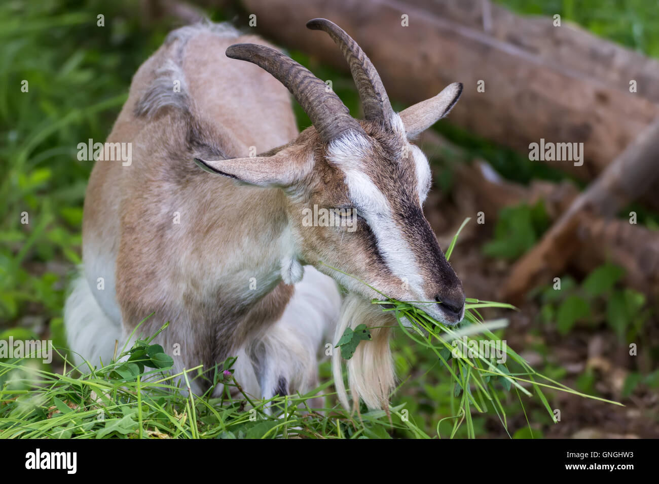 Adult village goat Stock Photo - Alamy