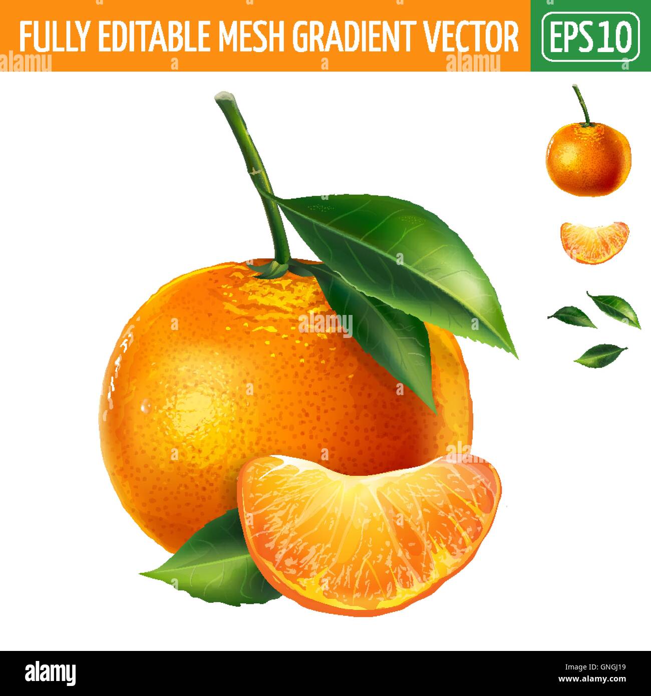 Mandarin on white background. Vector illustration Stock Vector Image ...