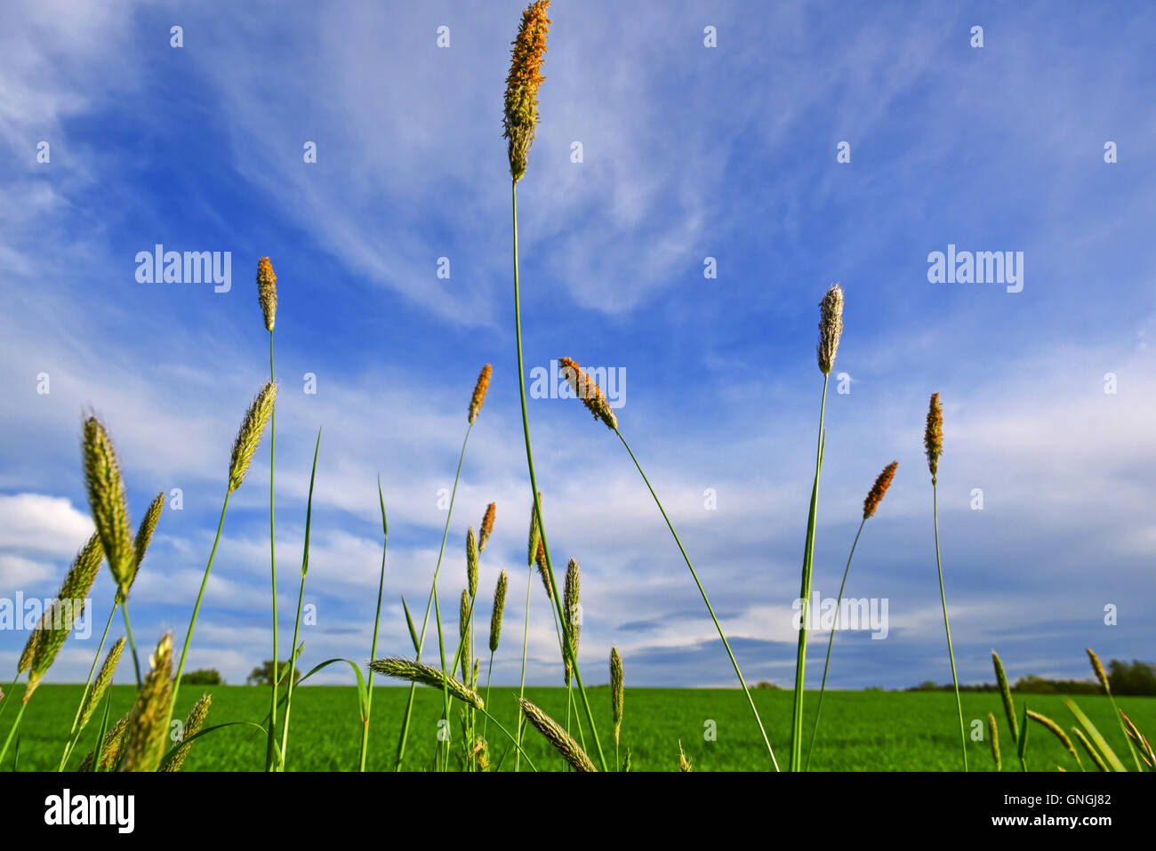 Grass skyline hi-res stock photography and images - Alamy