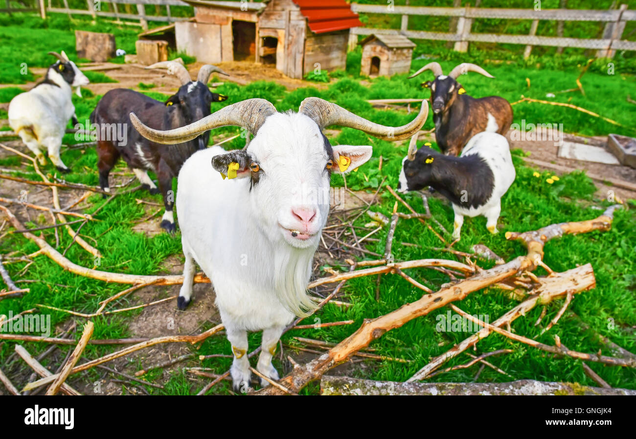 Long horned goat squad Stock Photo - Alamy