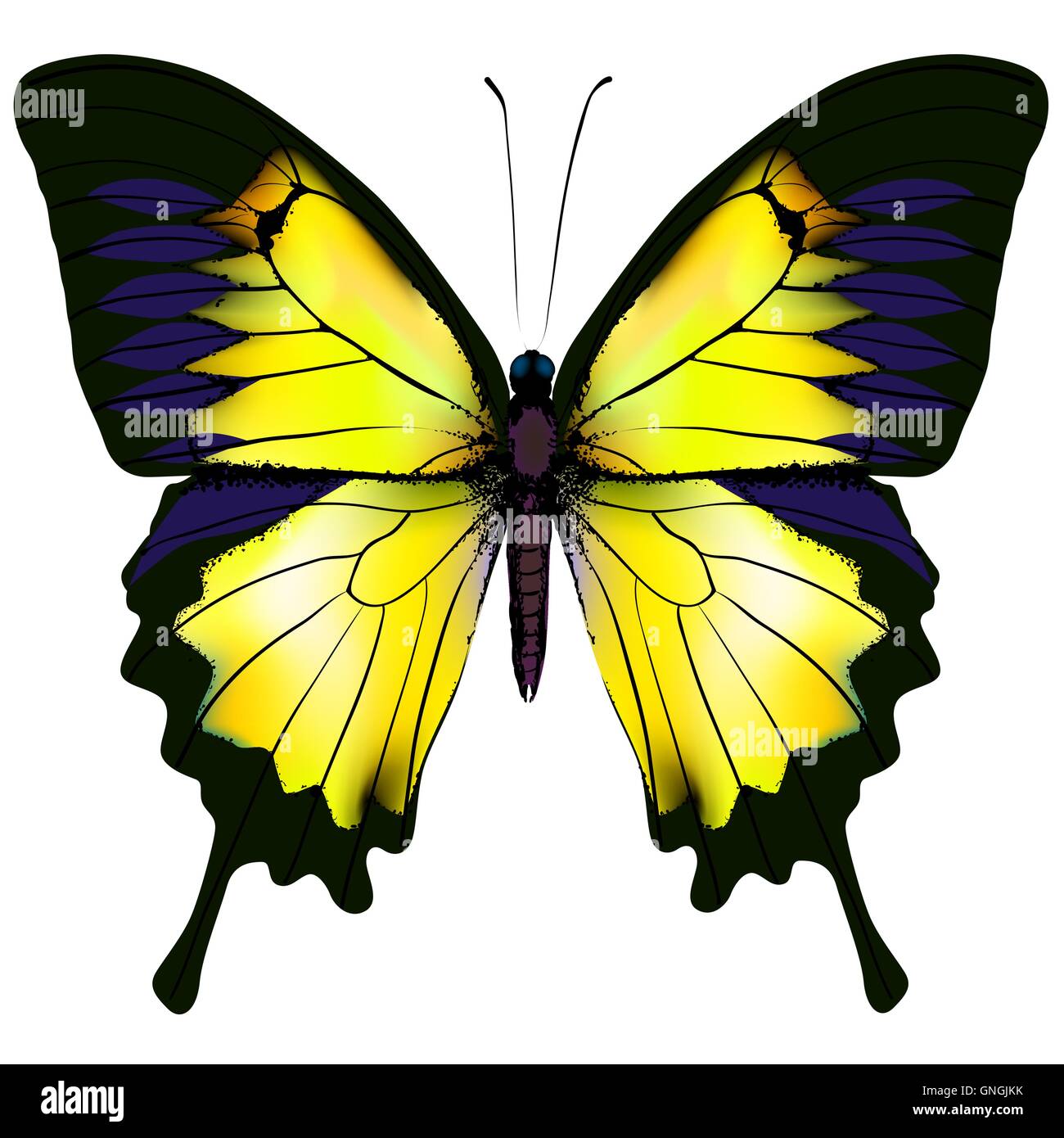 Colorful butterfly painting Cut Out Stock Images & Pictures - Alamy
