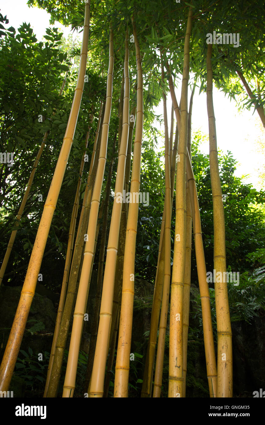 Phyllostachys vivax f. aureocaulis, golden Chinese timber bamboo Stock ...
