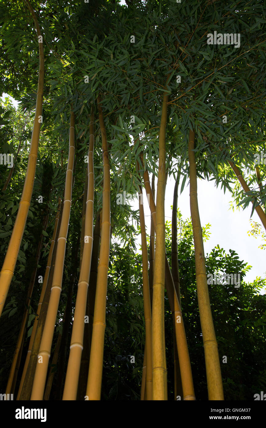 Golden chinese timber bamboo hi-res stock photography and images - Alamy