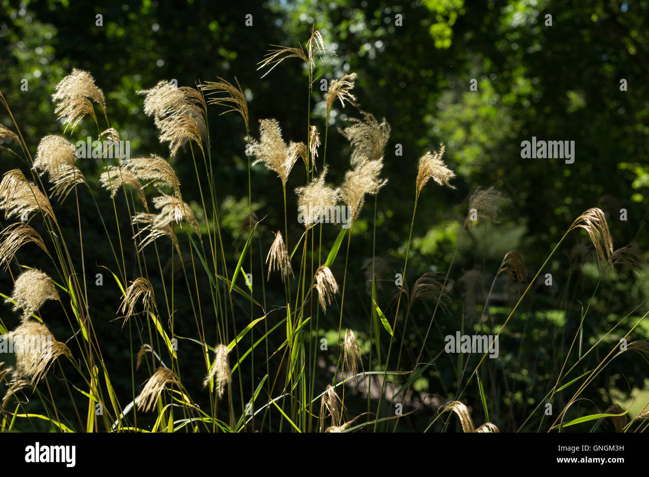 Ornamental grass hi-res stock photography and images - Alamy