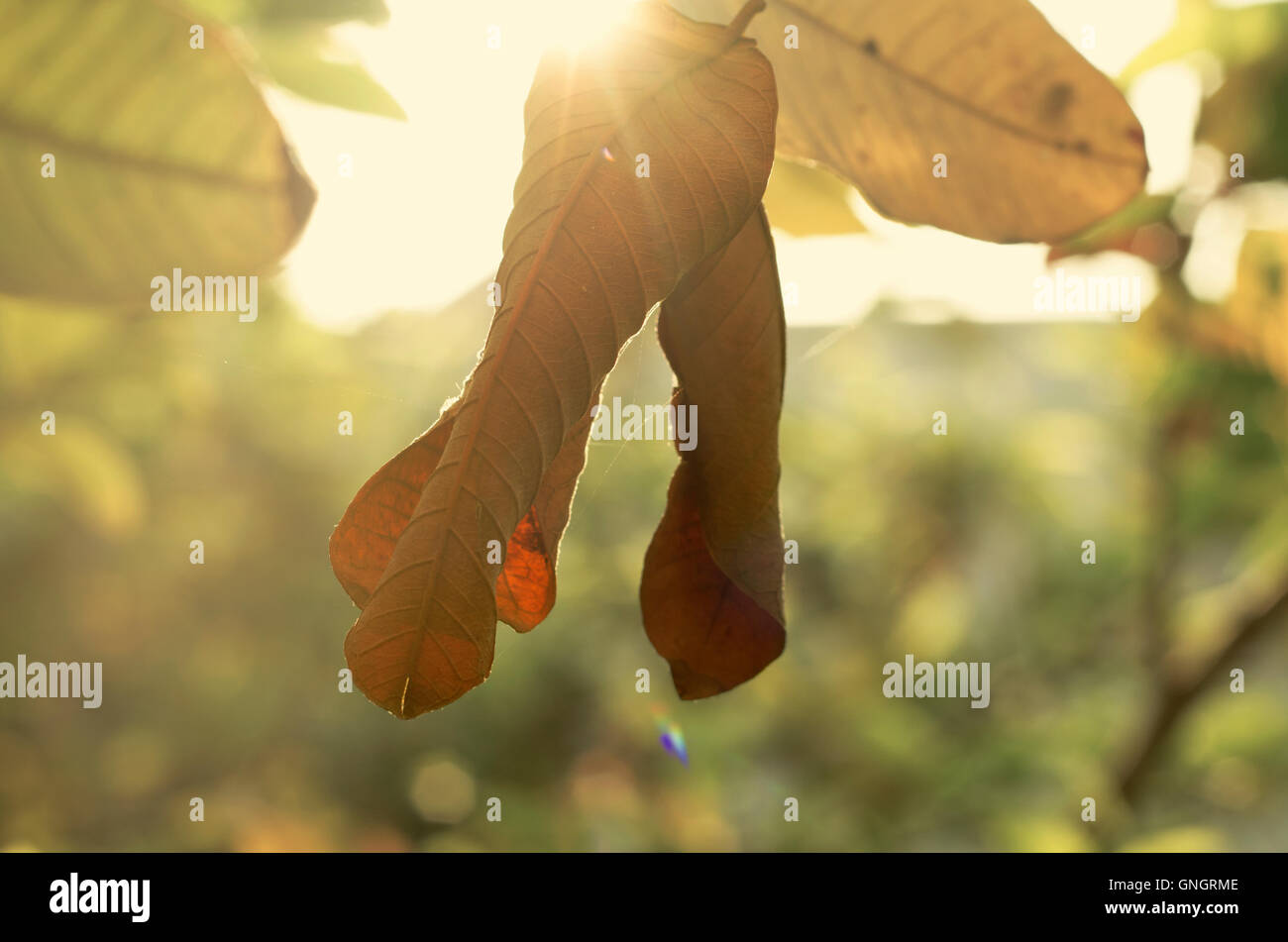 Sun rays on leaves hi-res stock photography and images - Alamy