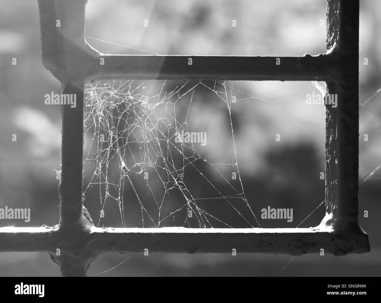 Spider web woven on a window Stock Photo - Alamy