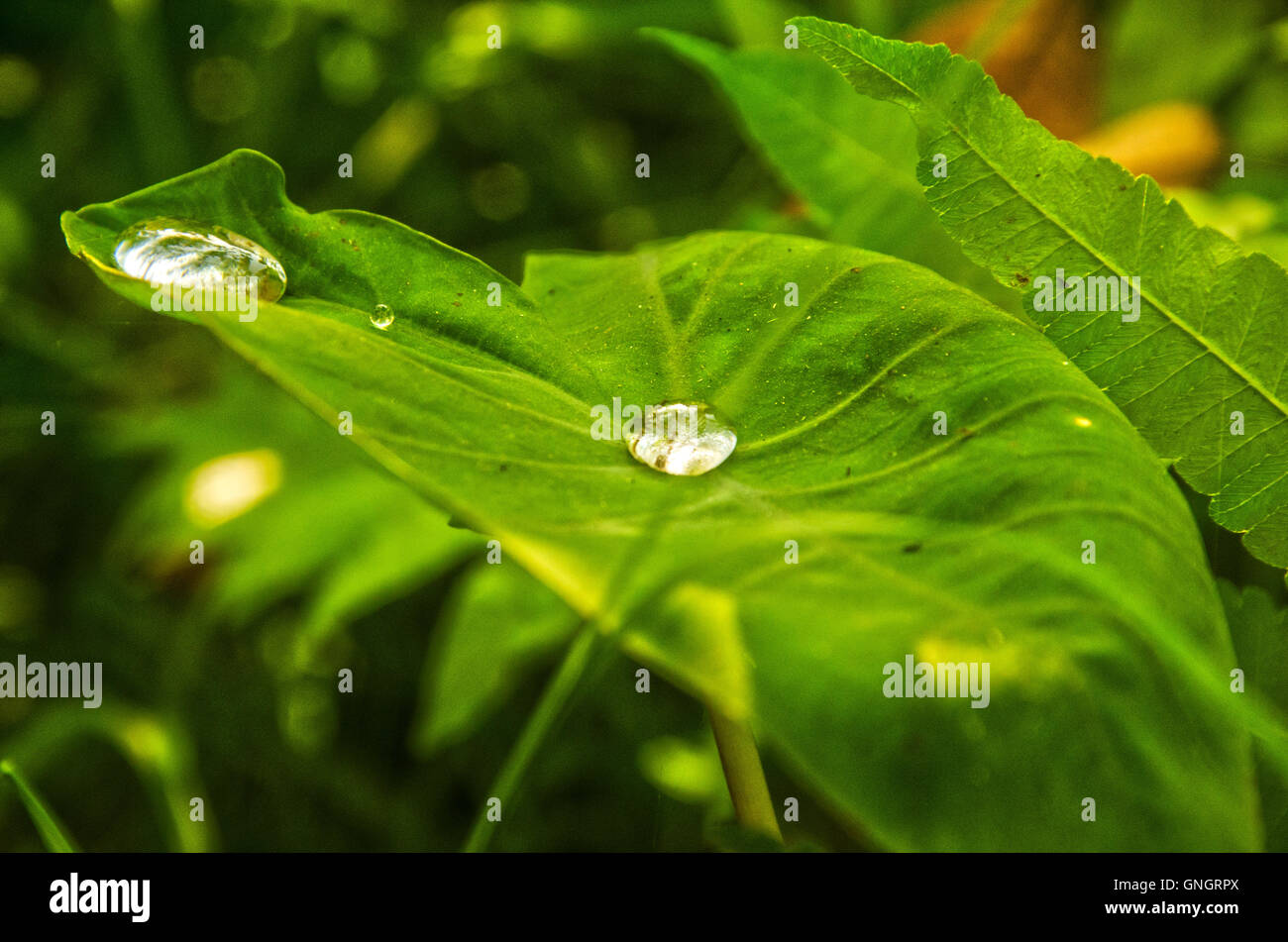 Water Taro High Resolution Stock Photography and Images - Alamy