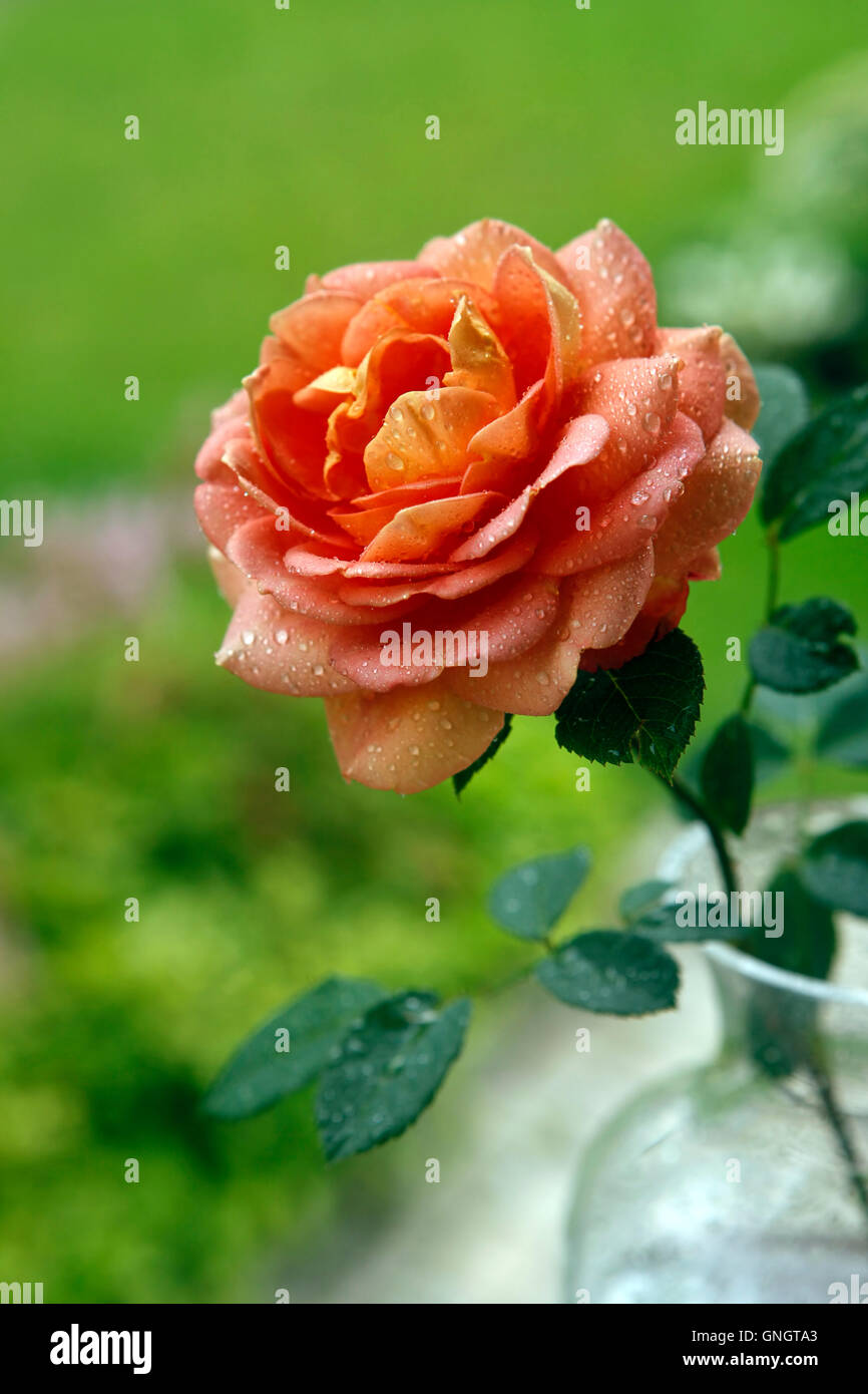 Beautiful rose with rain droplets in garden Stock Photo - Alamy