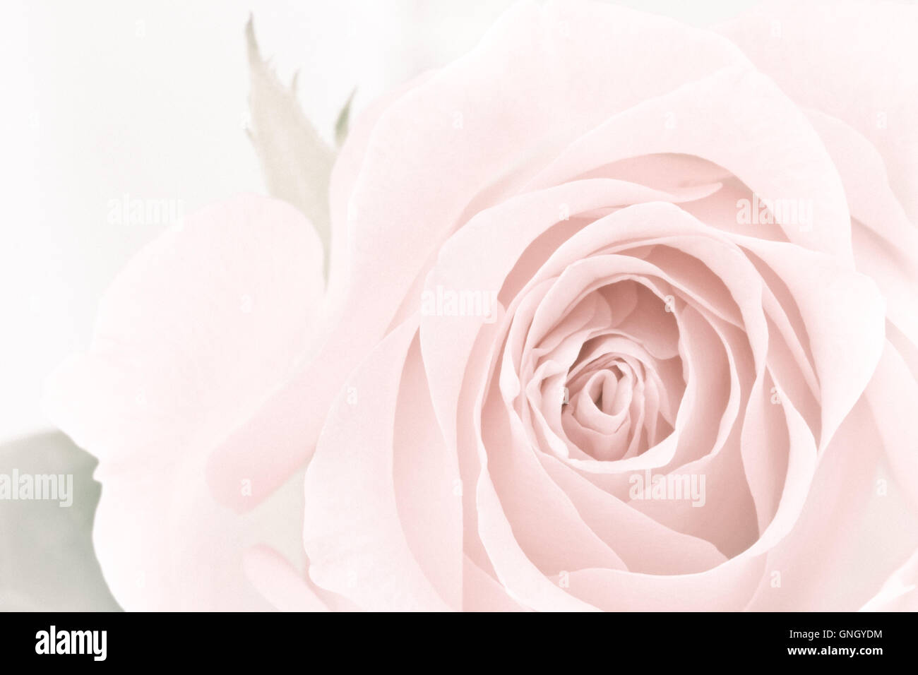 Pastel pink rose closeup with leaves and copy space Stock Photo - Alamy