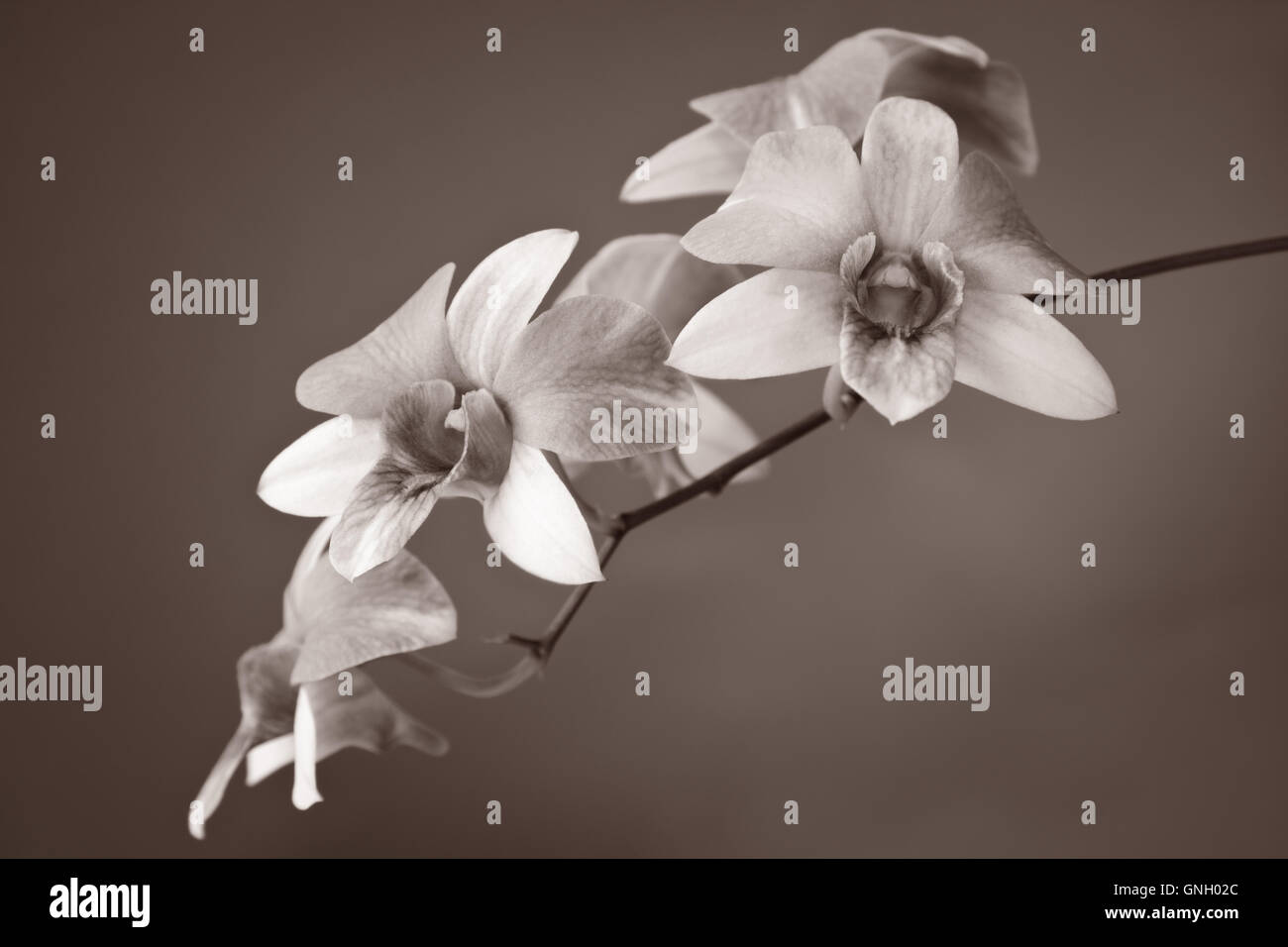 Sepia coloured image of orchid flowers on blurred background with ...