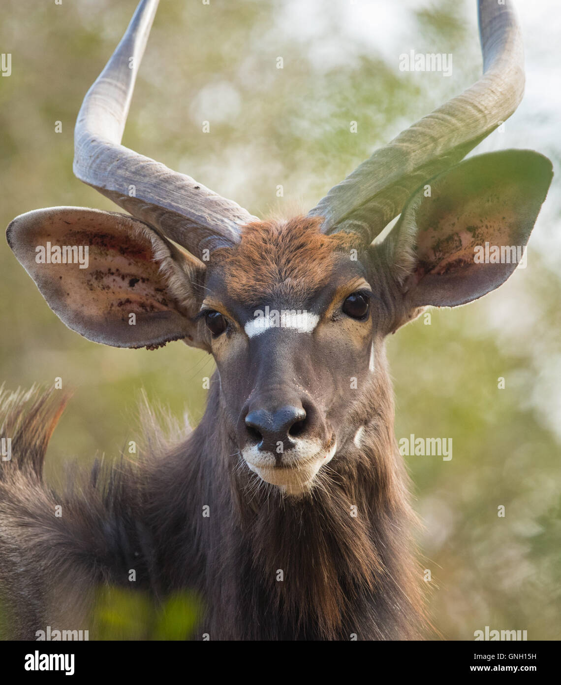 Buck private hi-res stock photography and images - Alamy