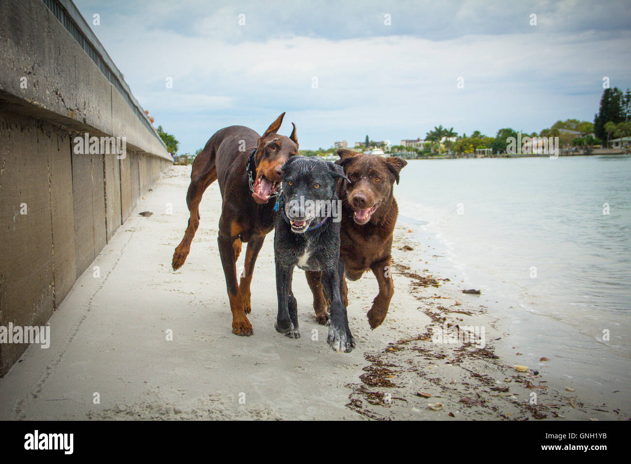 Florida beach dogs hi-res stock photography and images - Alamy