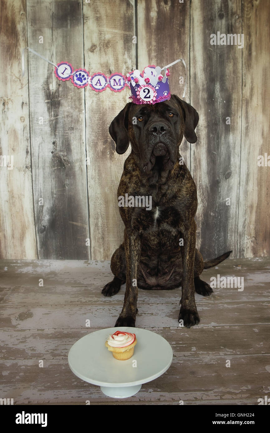 Portrait of a mastiff dog with birthday cake Stock Photo - Alamy