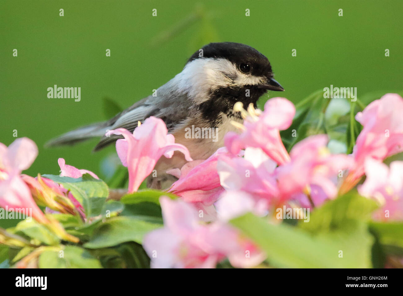 A Black-capped Chickadee surrounded by flowers Stock Photo - Alamy