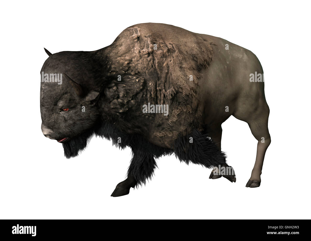 3D rendering of a bison isolated on white background Stock Photo - Alamy