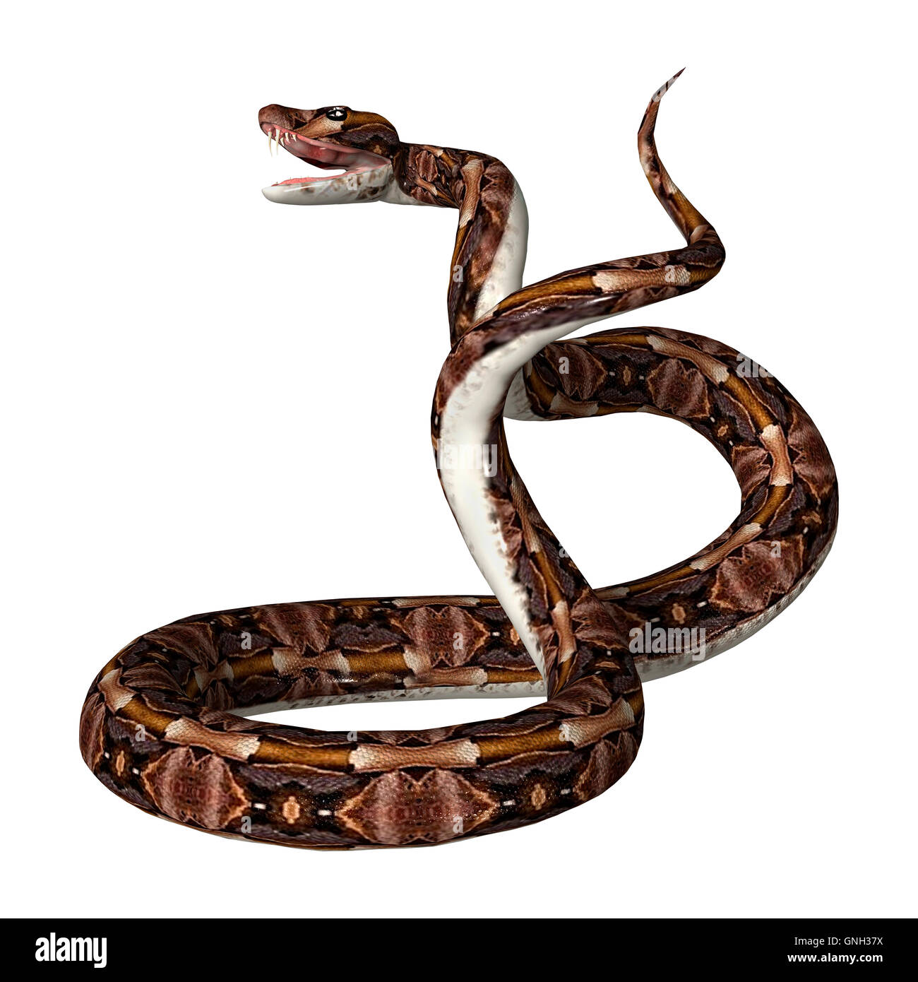 3D rendering of a Gaboon viper or Bitis gabonica snake isolated on ...