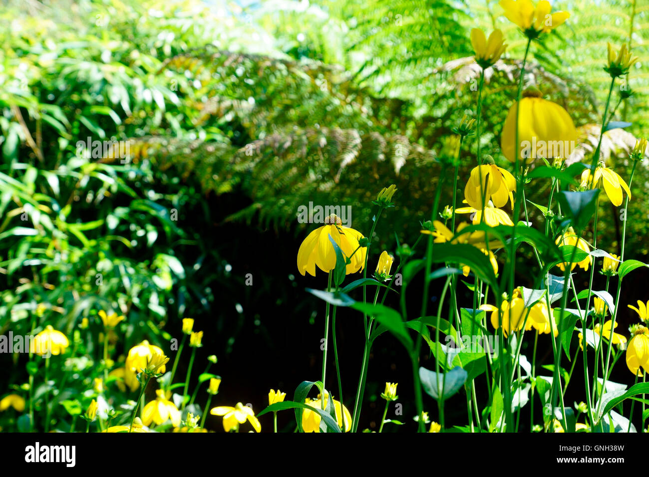 Coneflower roots hi-res stock photography and images - Alamy