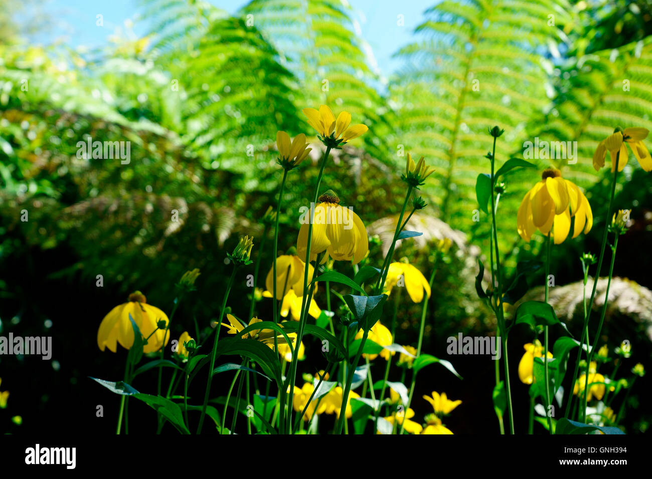 Coneflower roots hi-res stock photography and images - Alamy