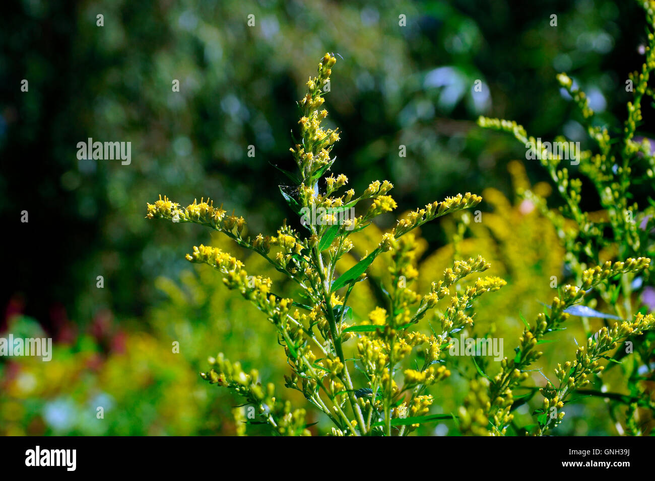 UNIDENTIFIED FLOWERS / PLANTS Stock Photo - Alamy