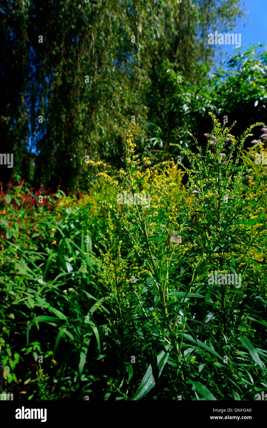 UNIDENTIFIED FLOWERS / PLANTS Stock Photo - Alamy