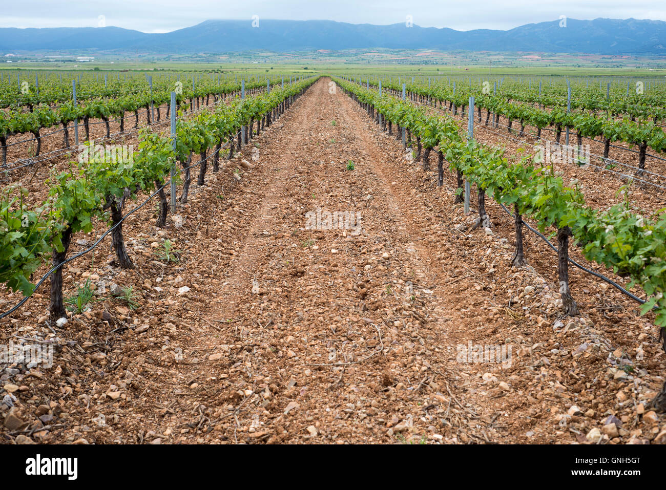 Vineyards of Cariñena wine region in spring. Saragossa, Aragon, Spain ...