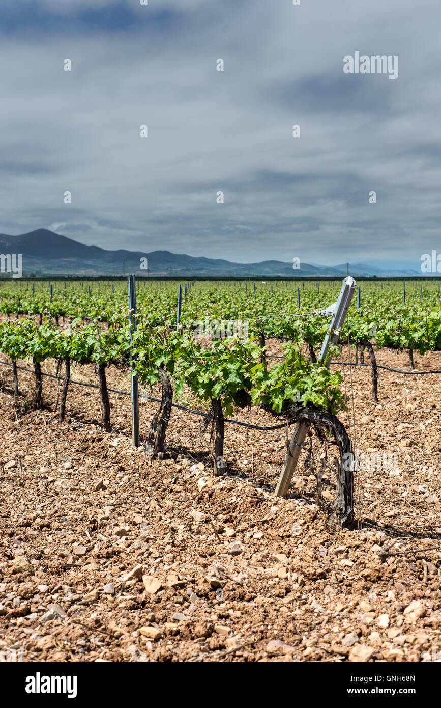 Vineyards of Cariñena wine region in spring. Saragossa, Aragon, Spain ...