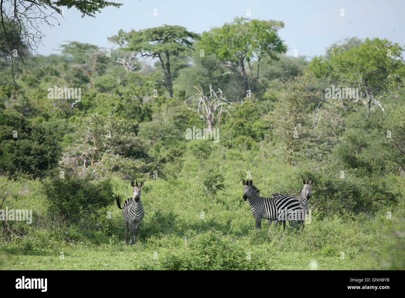 Zebra Botswana Africa savannah wild animal picture Stock Photo - Alamy