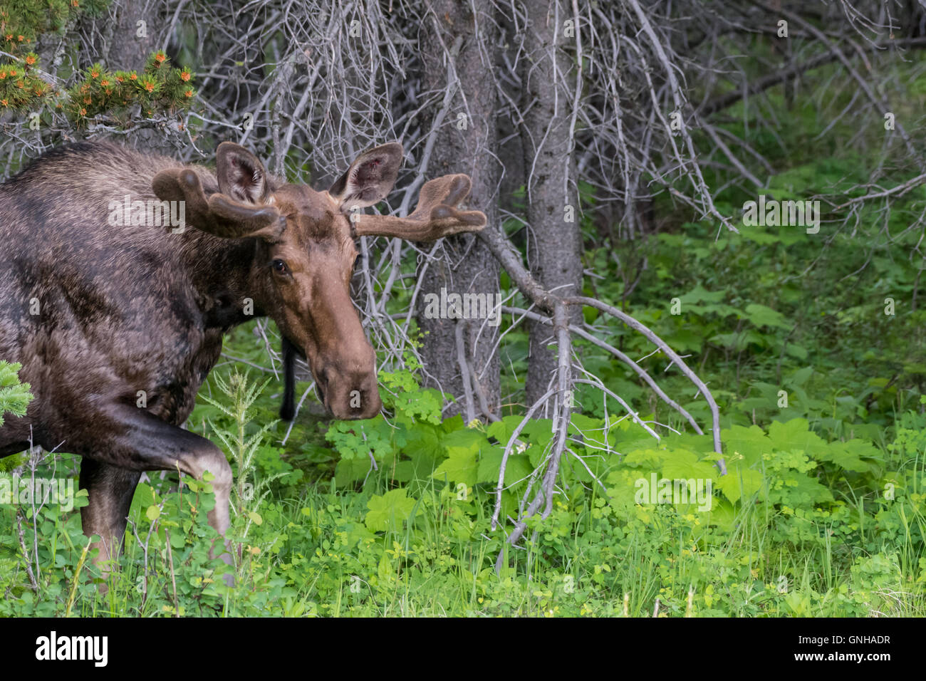 Male Moose Looks at Camera at it Exits Forest while grazing Stock Photo ...