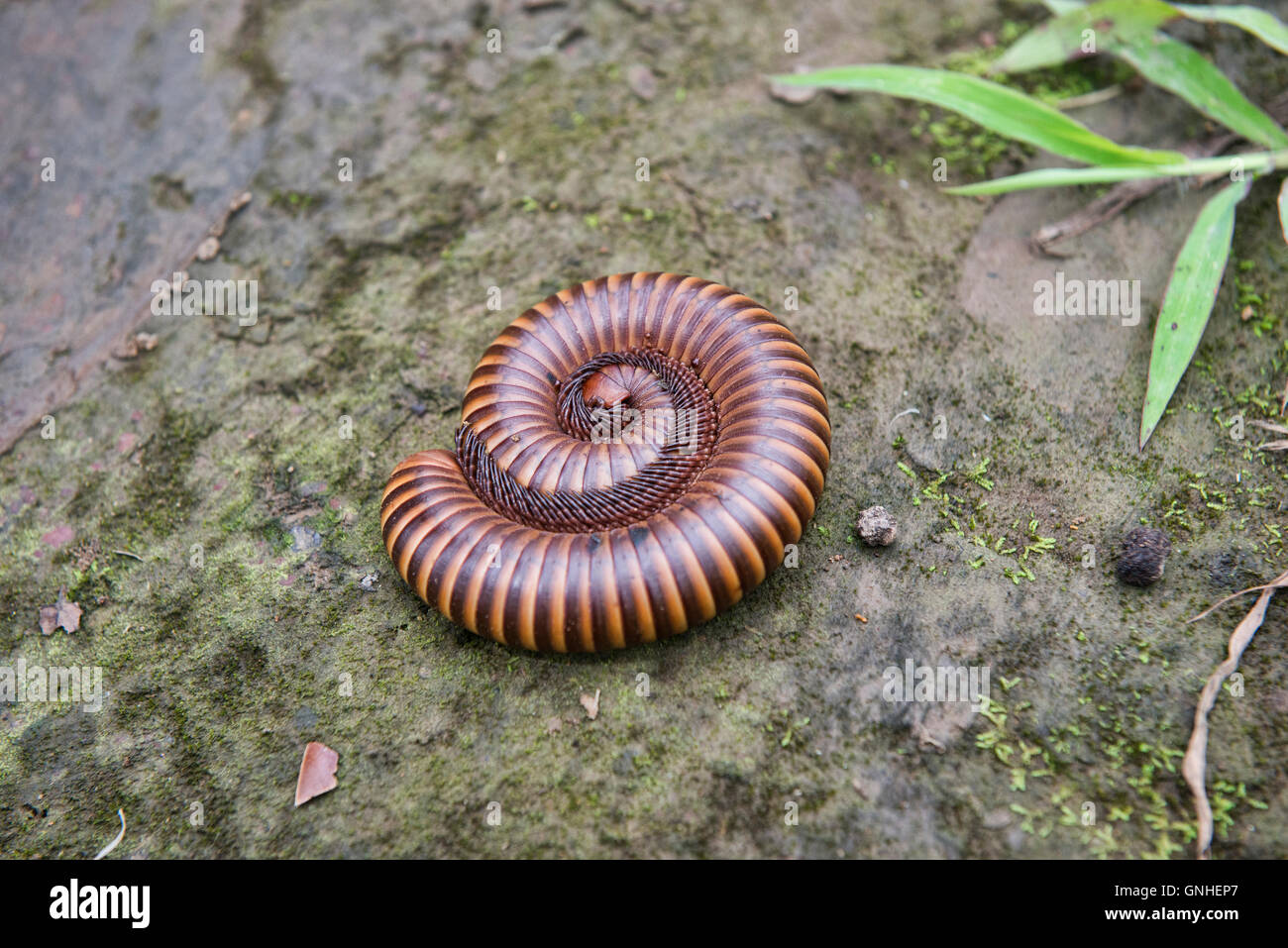 Giant millipede, Sai Thong National Park, Chaiyaphum, Thailand Stock ...