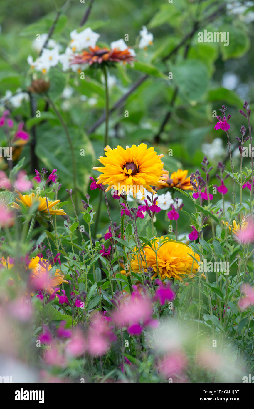 Coneflower border hi-res stock photography and images - Alamy