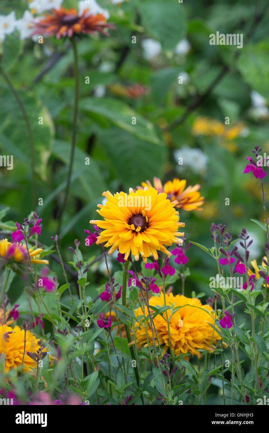 Coneflower border hi-res stock photography and images - Alamy