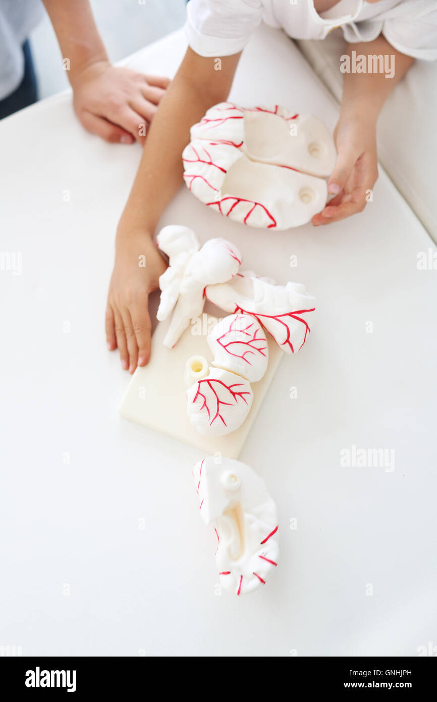 Child holds in his hands a model of the human brain Stock Photo - Alamy