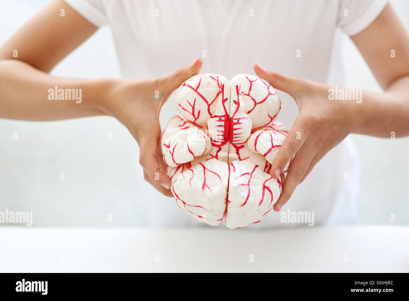 Human brain anatomy structure cerebral hi-res stock photography and ...