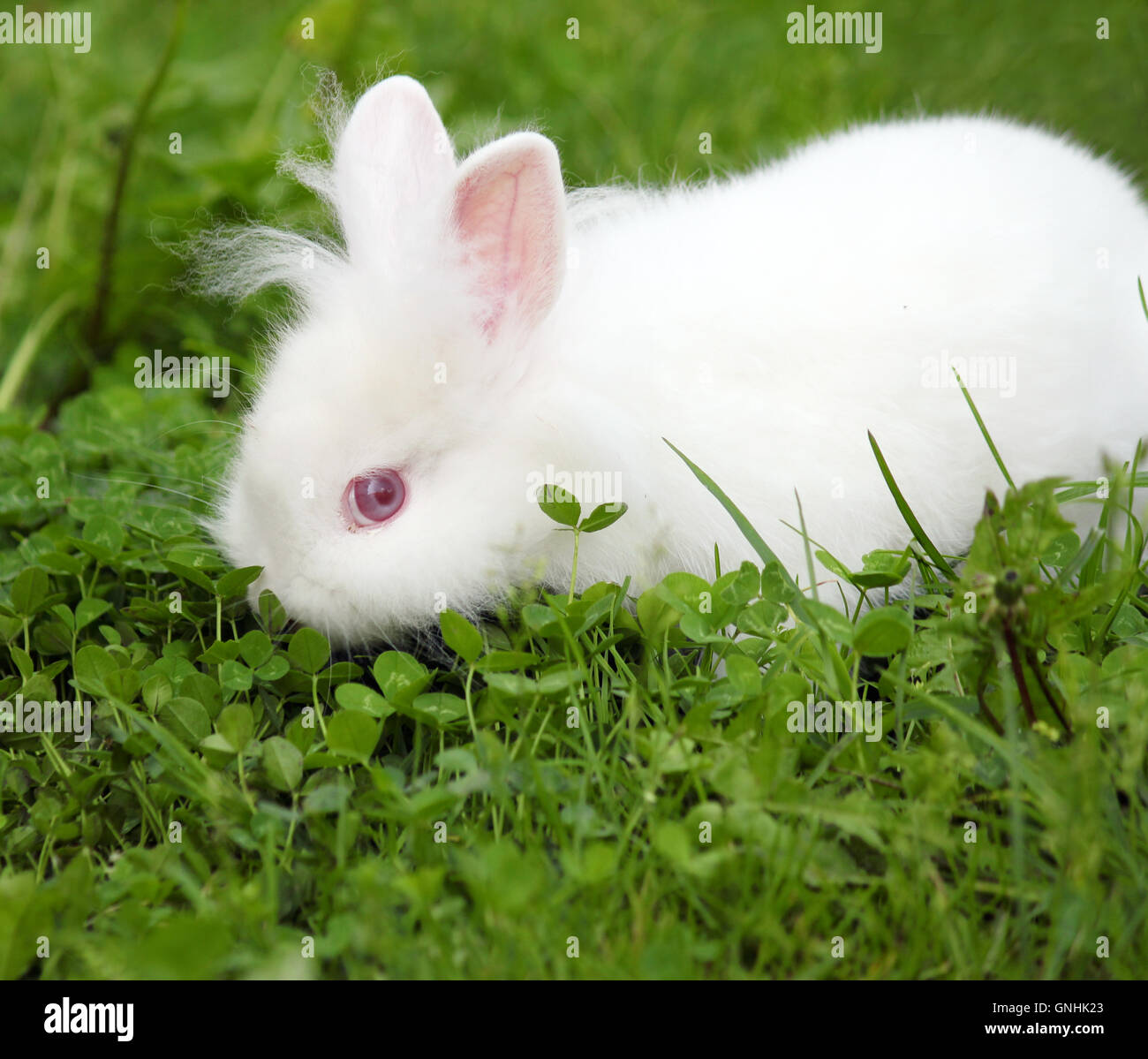 dwarf white bunny spring scene Stock Photo - Alamy