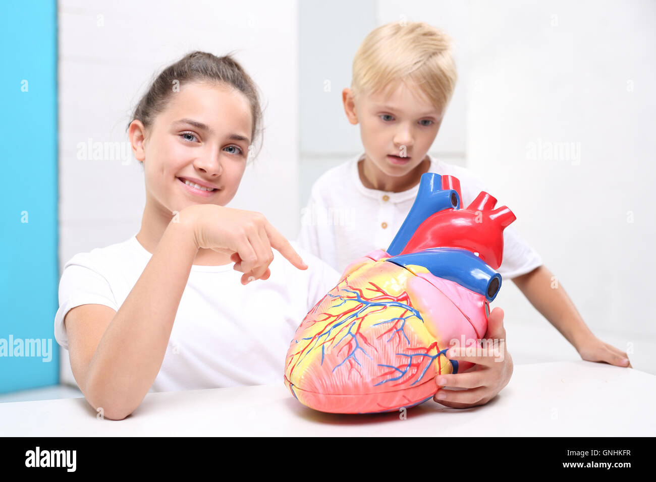 Human's anatomy. Children watch a model of the human heart Stock Photo ...