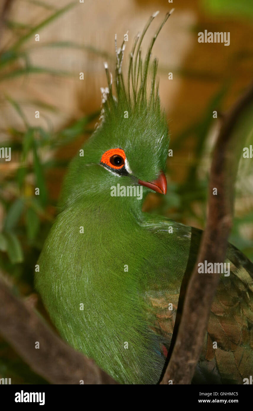 Schalow's Turaco (taruaco schalowi Stock Photo - Alamy