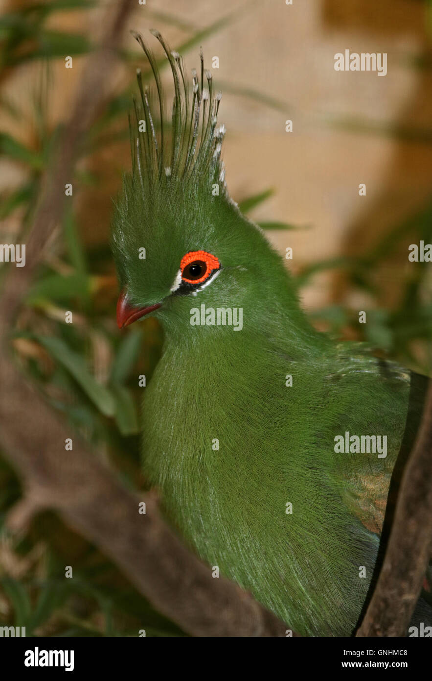 Schalowi hi-res stock photography and images - Alamy