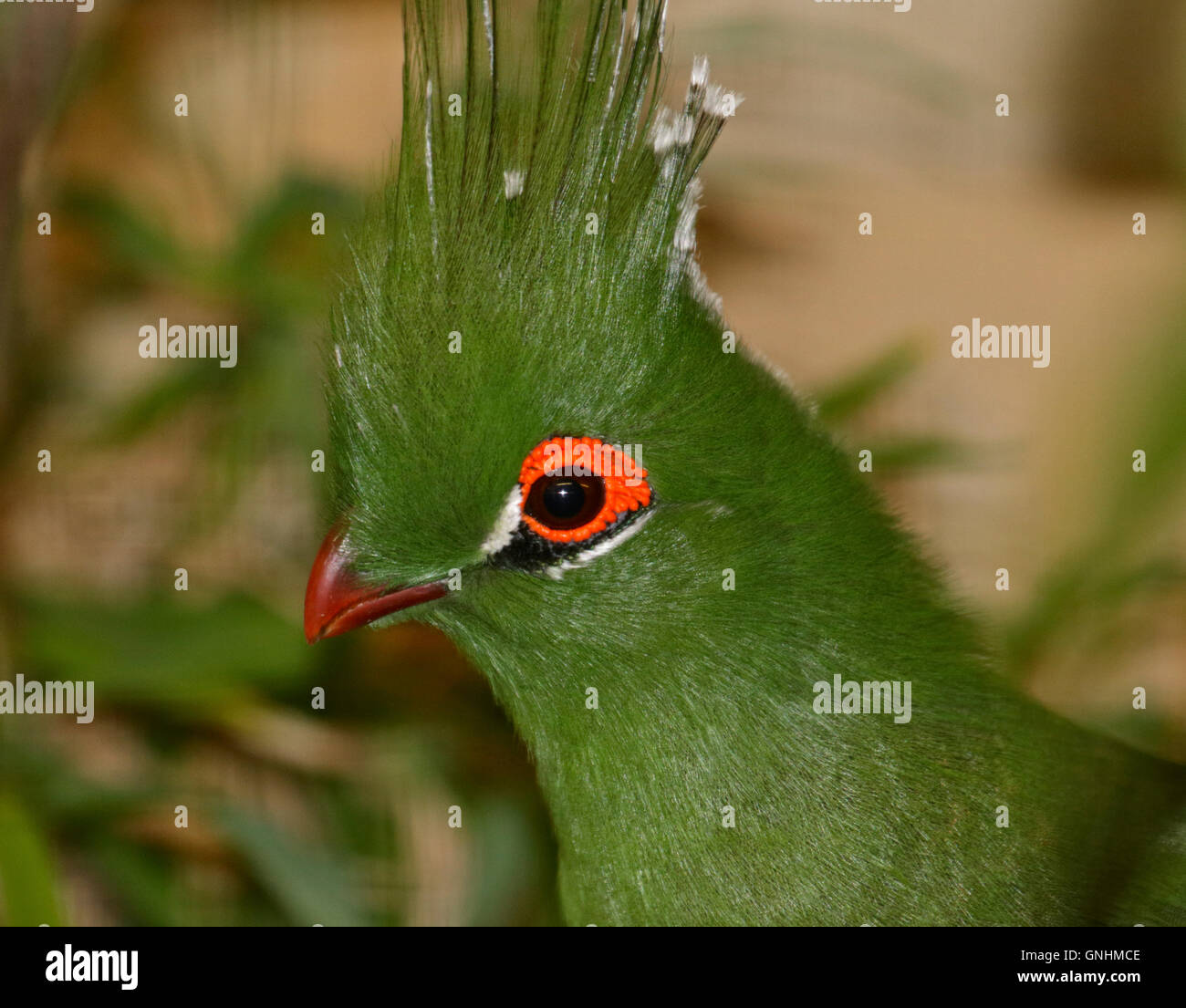 Schalow's Turaco (taruaco schalowi Stock Photo - Alamy