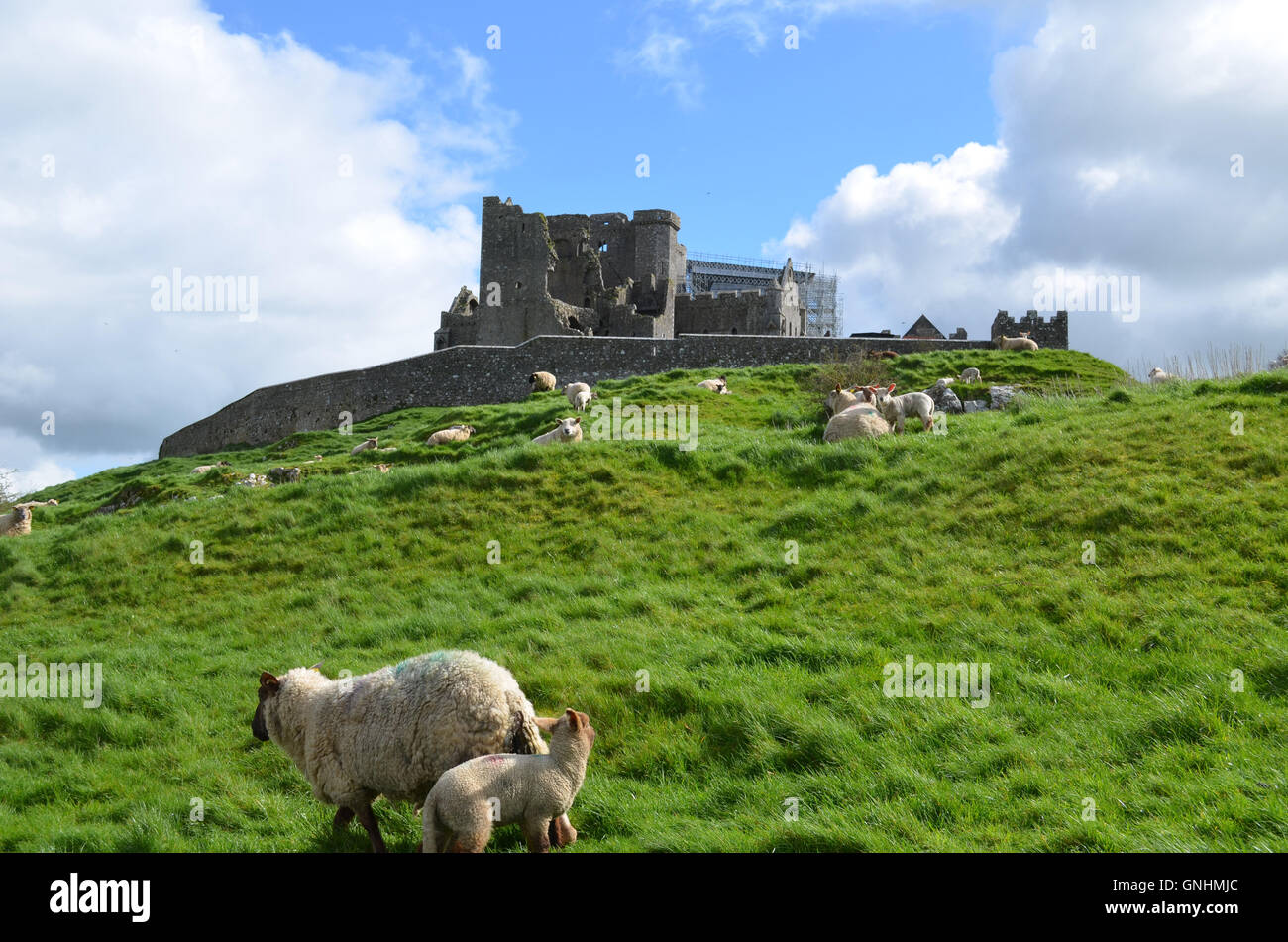 Roaming sheep at the Rock of Cashel in Ireland Stock Photo - Alamy