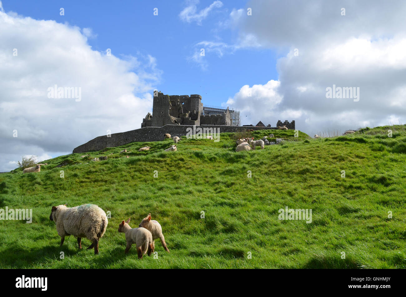 Flock of sheep grazing in front of the Rock of Cashel in Ireland Stock ...