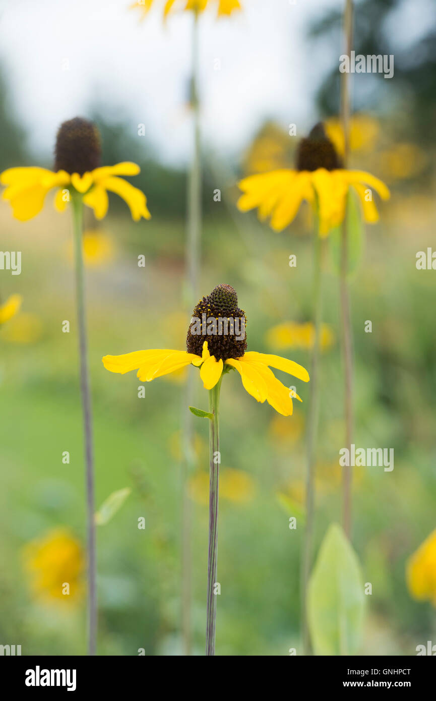Rudbeckia maxima hi-res stock photography and images - Alamy